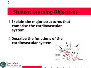 Cardiovascular system powerpoint presentation | PPT