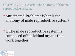 Identify the Male Organs of the Reproductive System | PPT