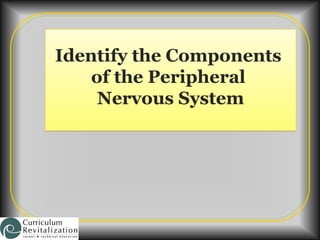 Central nerves system presentation and PowerPoint | PPT