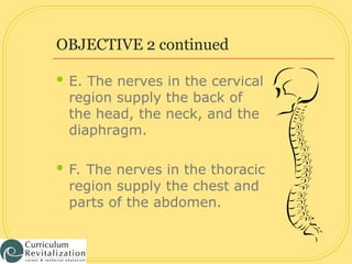 Central nerves system presentation and PowerPoint | PPT