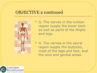 Central nerves system presentation and PowerPoint | PPT