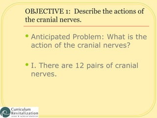 Central nerves system presentation and PowerPoint | PPT