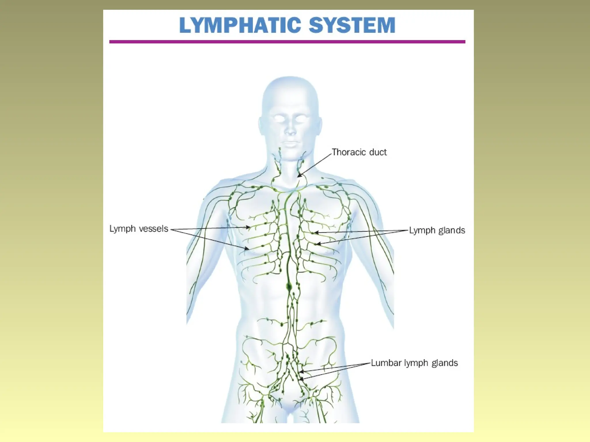 Lymphatic system power point presentation | PPT
