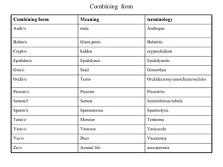 Male Reproductive System | PPT