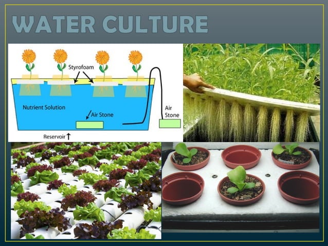 Hydroponics | PPT