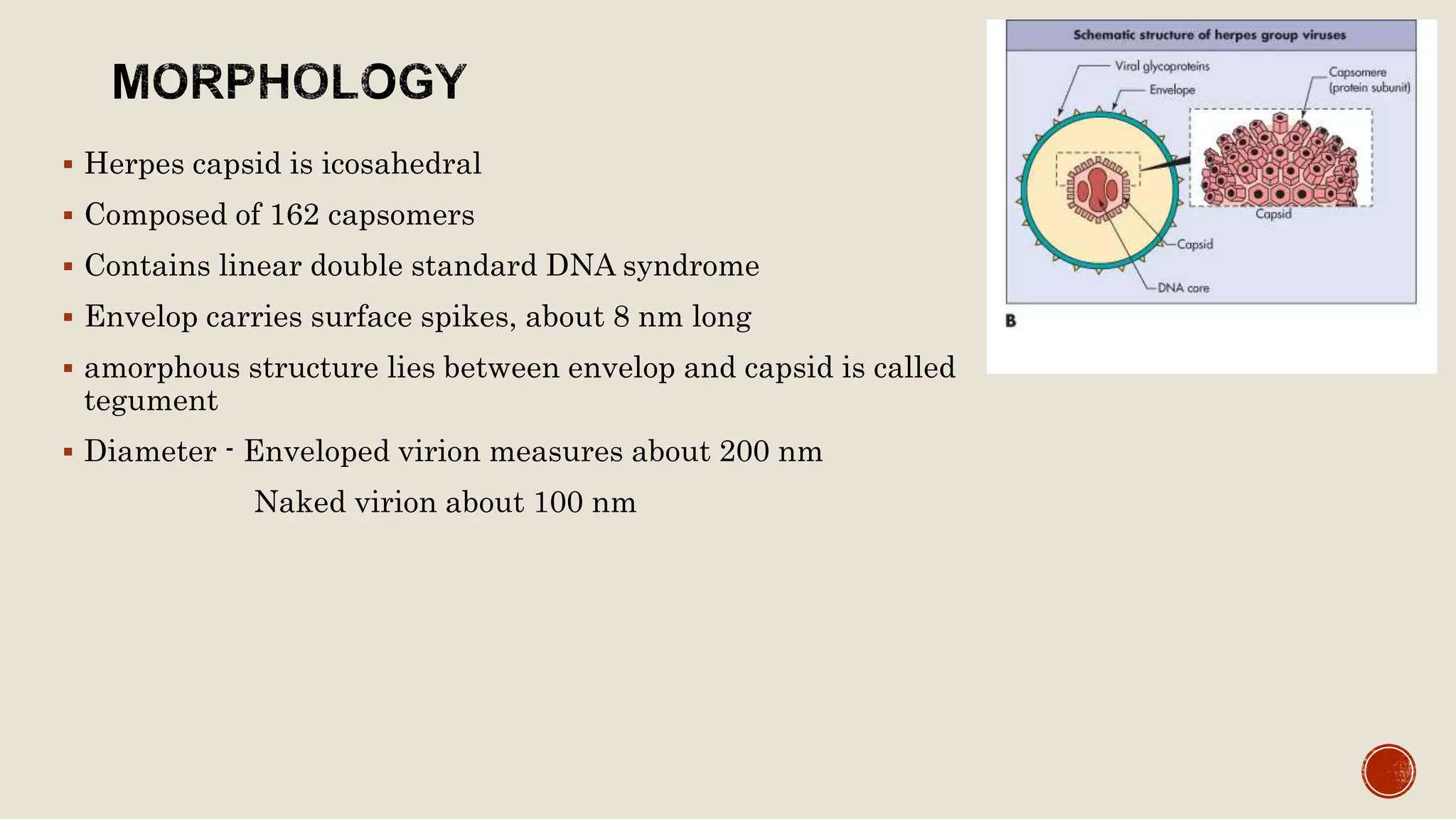 HERPES SIMPLEX VIRUS | PPTX