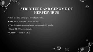 Herpes Simplex Virus | PPTX | Infectious Diseases | Diseases and Conditions