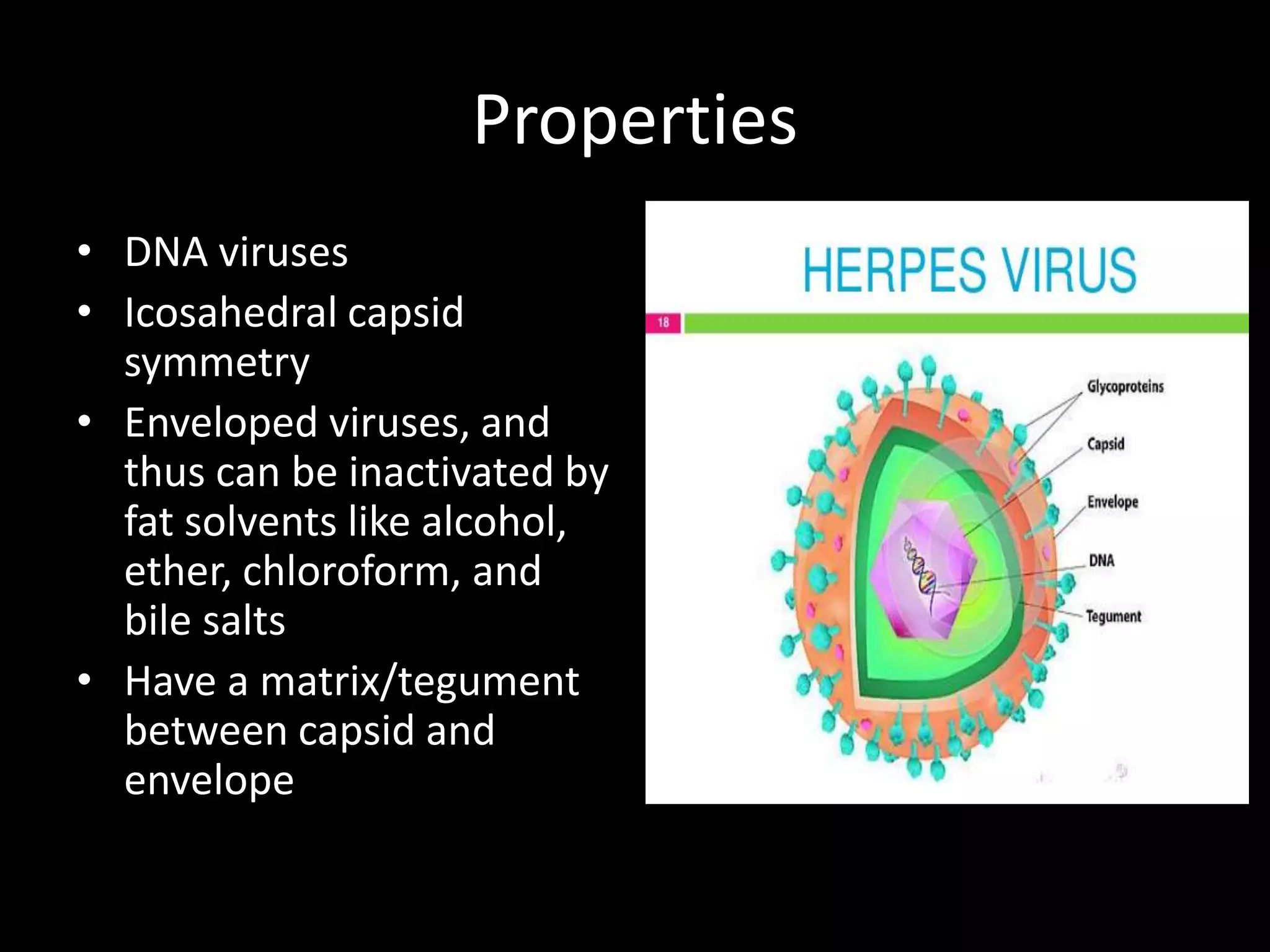 Herpes Simplex Virus (HSV) and Varicella Zoster Virus (VZV) by Dr ...