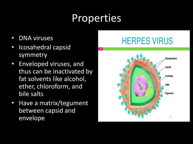 Herpes Simplex Virus (HSV) and Varicella Zoster Virus (VZV) by Dr ...