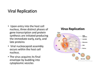 hsv infections feb 2018.ppt
