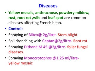 (HT-213)FRENCH BEAN.pptx