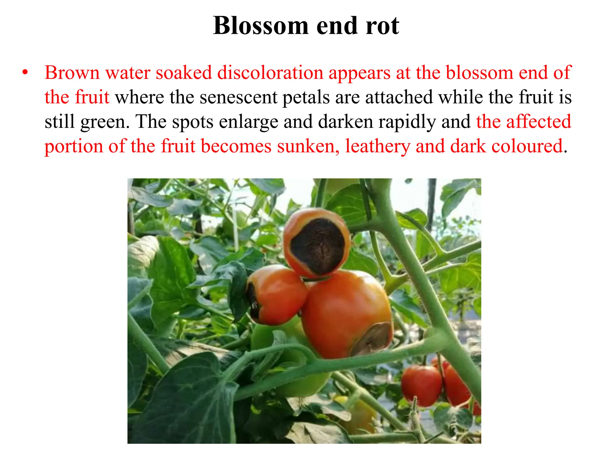 (HT-213) physiological disorder Of Tomato.pptx