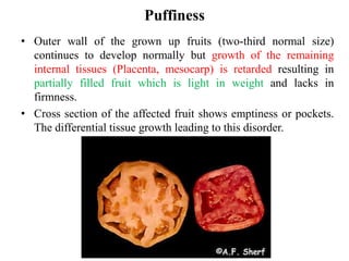 (HT-213) physiological disorder Of Tomato.pptx