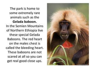 Simien national park | PPT