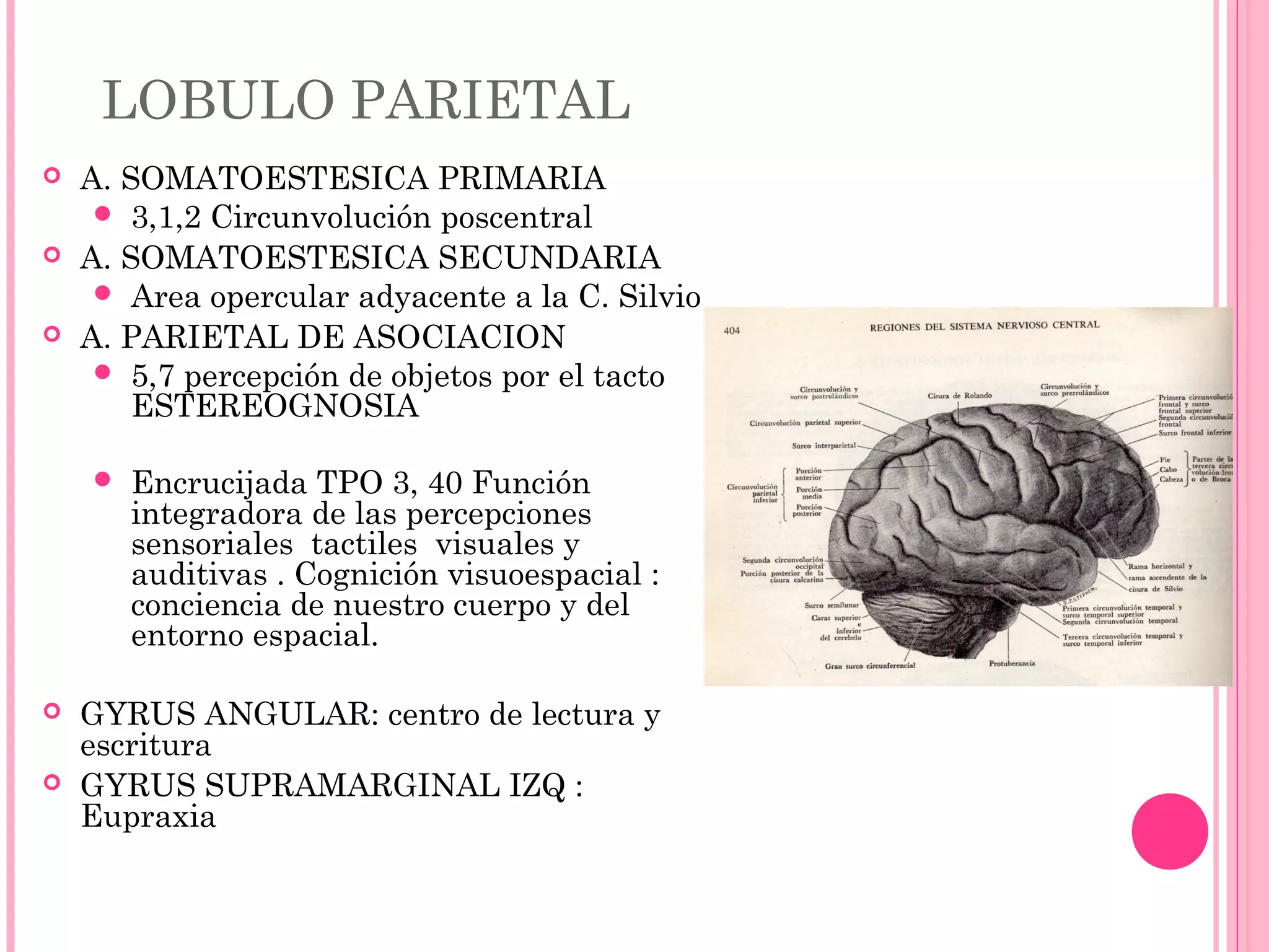Ht10 corteza cerebral y cerebelosa-dr.salas | PPT