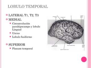 Ht10 corteza cerebral y cerebelosa-dr.salas | PPT
