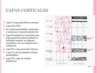 Ht10 corteza cerebral y cerebelosa-dr.salas | PPT