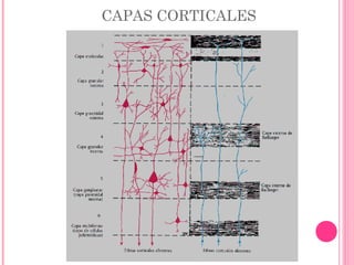 Ht10 corteza cerebral y cerebelosa-dr.salas | PPT