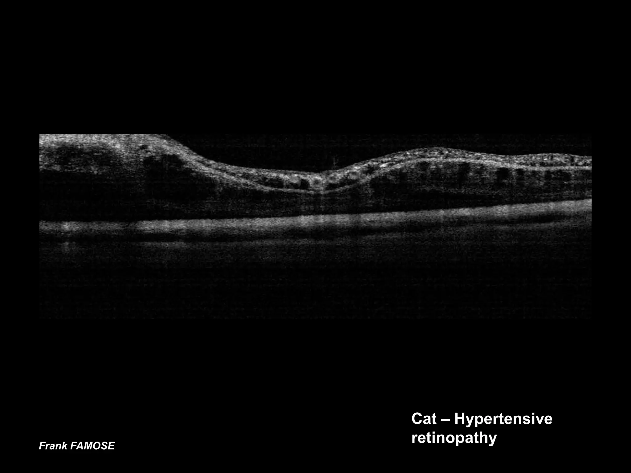 Hypertensive retinopathy in a cat | PPT