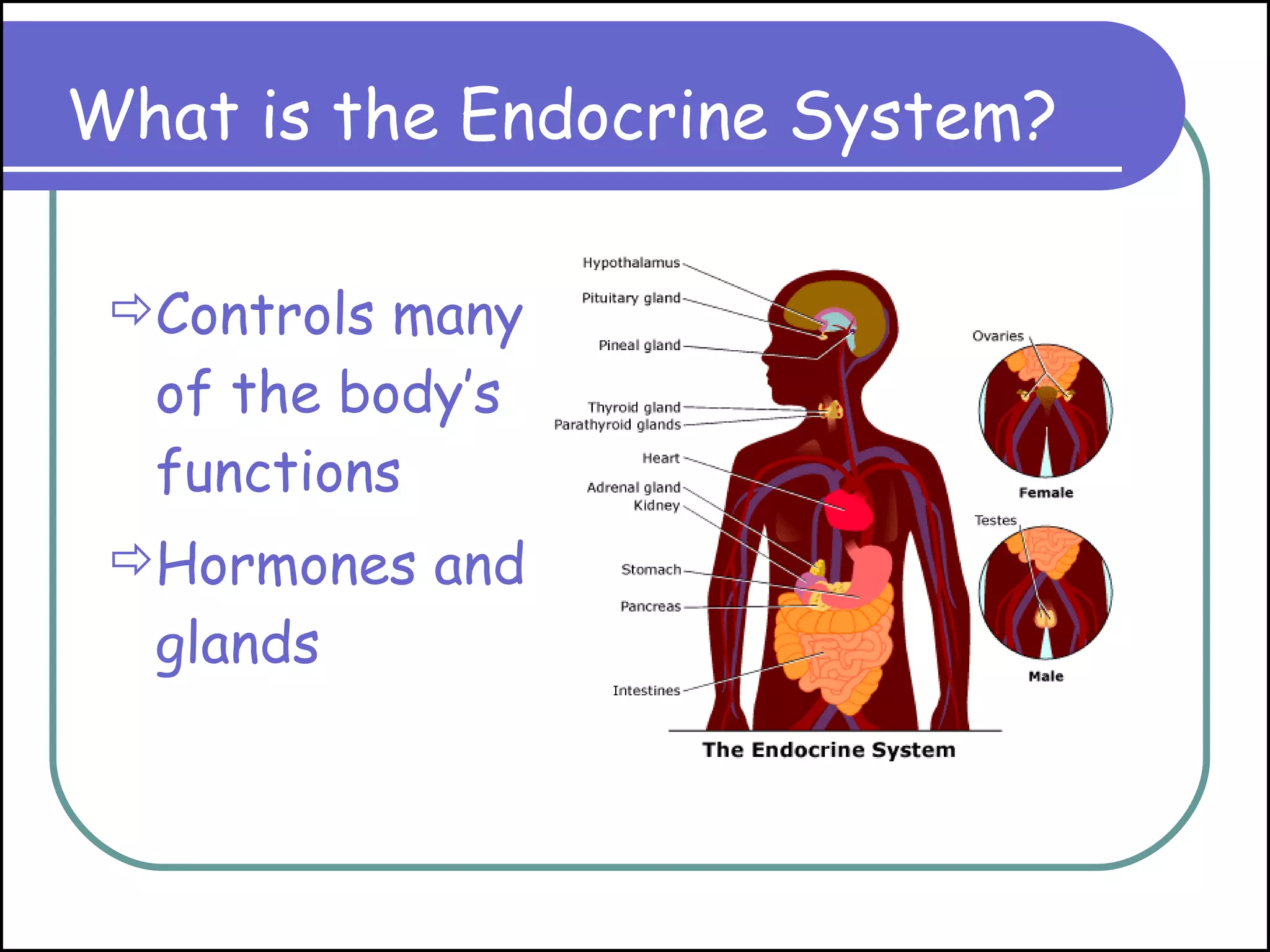 H:\Technology Applications\The Endocrine System2 Ppt2 | PPT