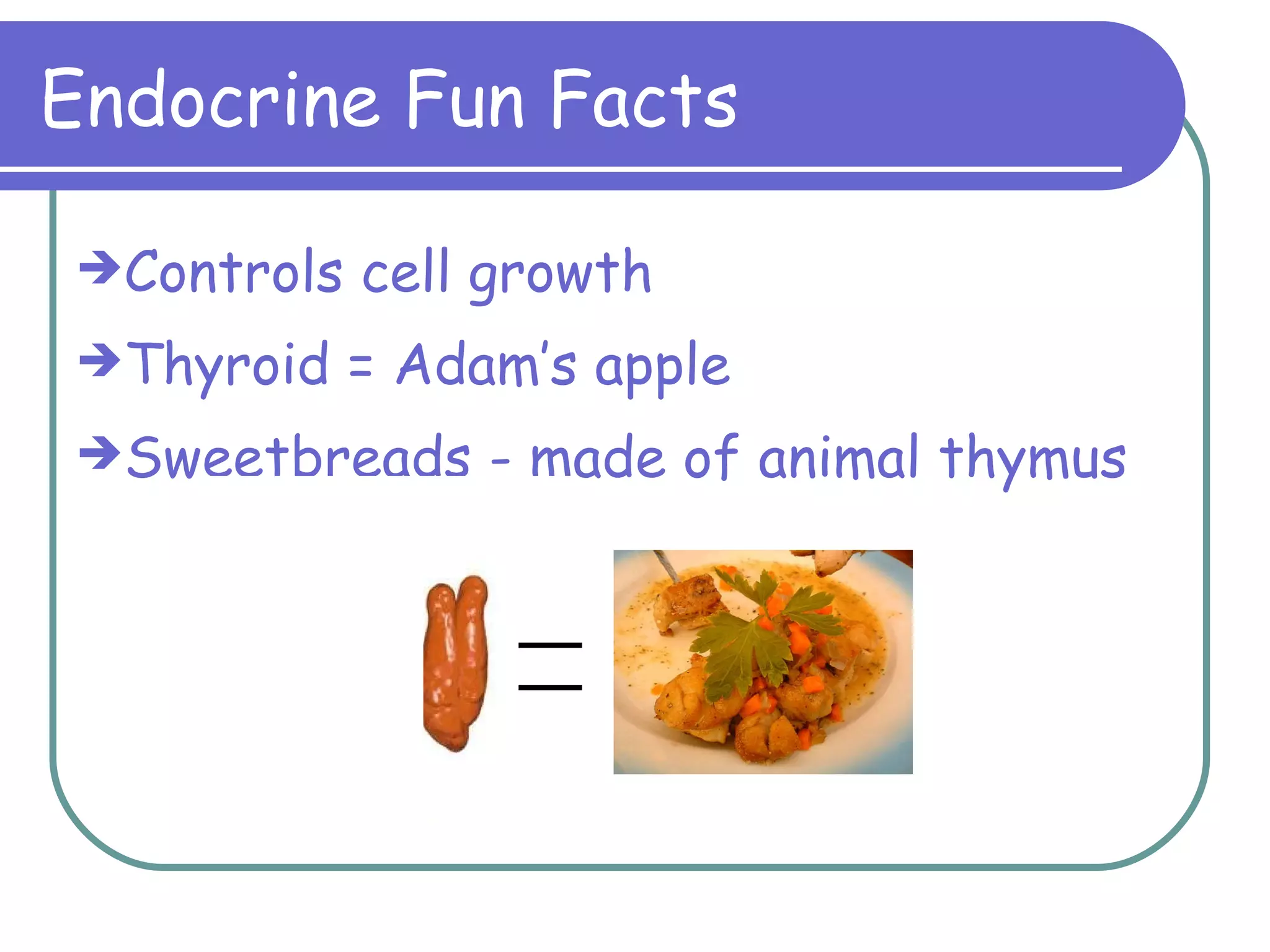 H:\Technology Applications\The Endocrine System2 Ppt2 | PPT
