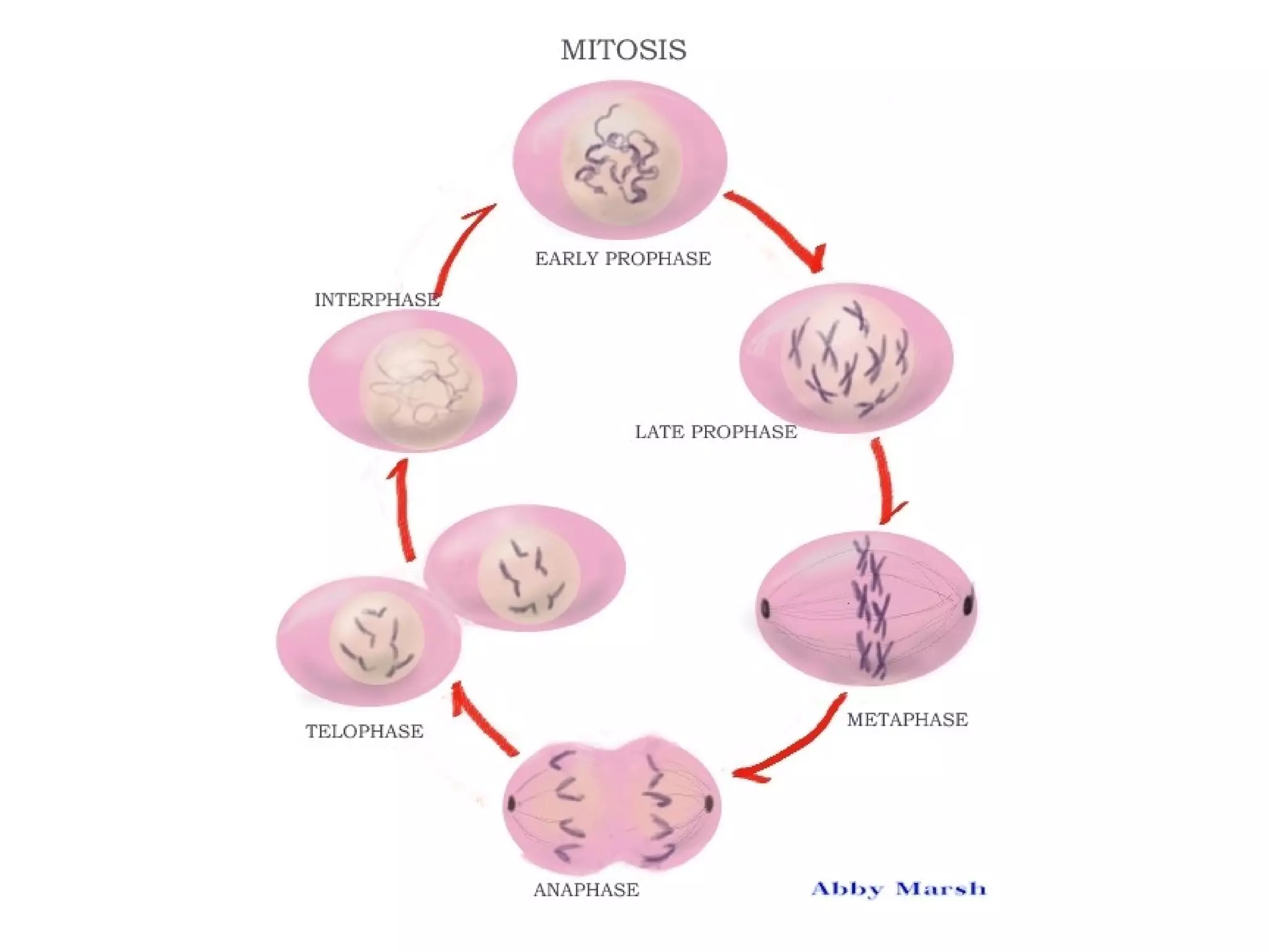 The phases of Mitosis By Stephanie | PPT | Biological Sciences | Science