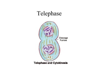The phases of Mitosis By Stephanie | PPT