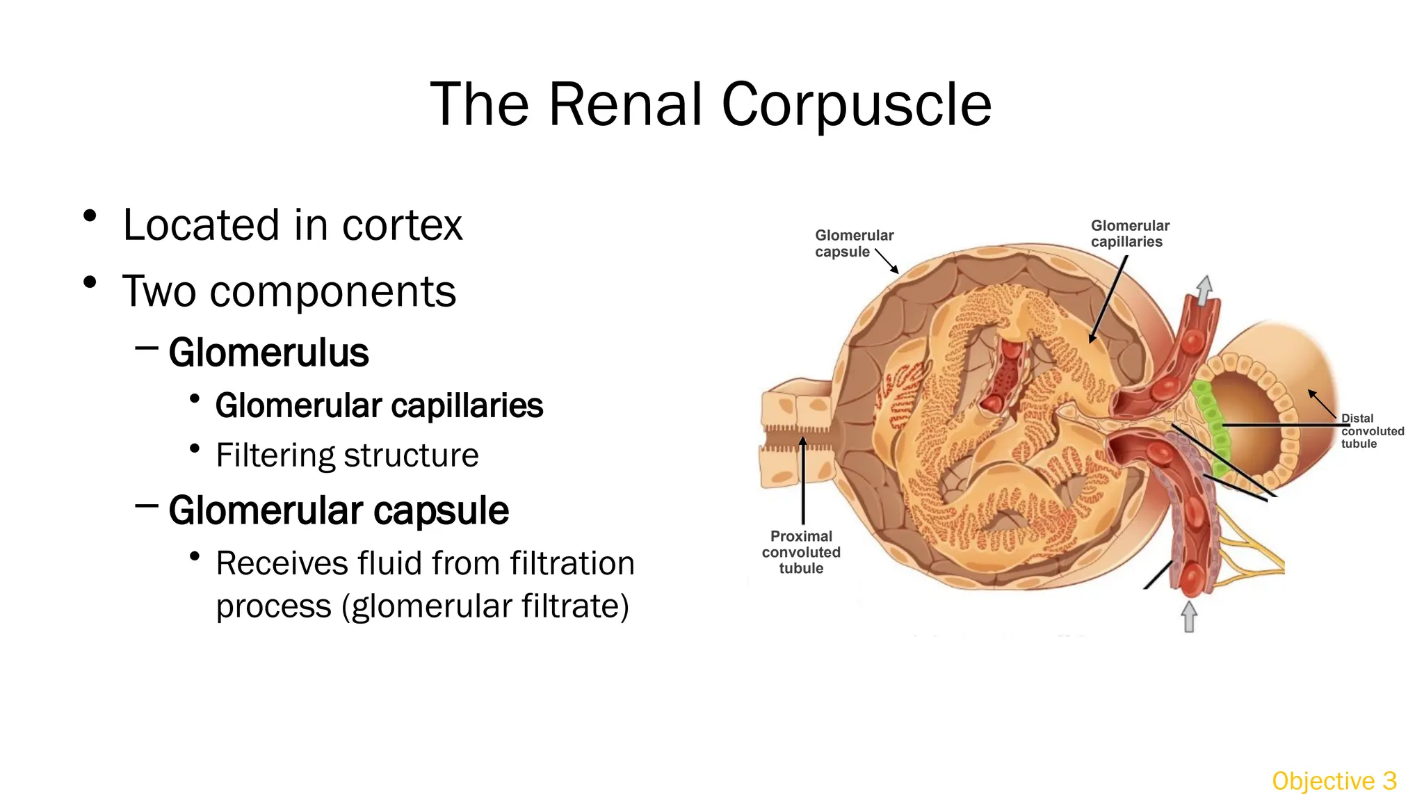 HTHS 1104 Unit 15, Urinary [Autosaved].pptx
