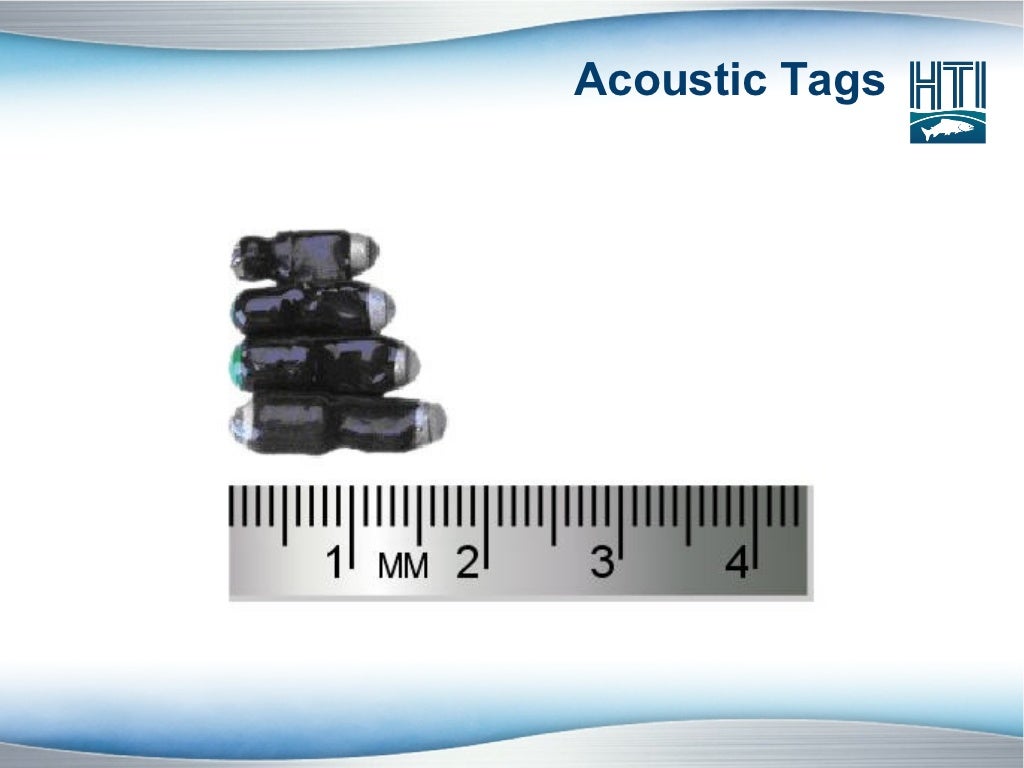 HTI Acoustic Tags To Track Fish