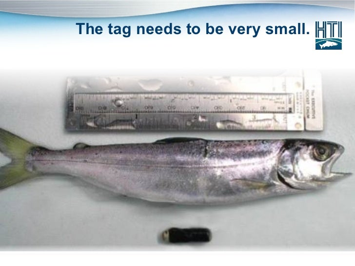 HTI Acoustic Tags To Track Fish