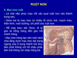 Góc Treitz là gì? Khám Phá Vị Trí và Chức Năng Quan Trọng