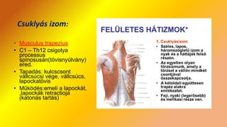 Hátizmok ppt.pdf