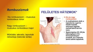 Hátizmok ppt.pdf