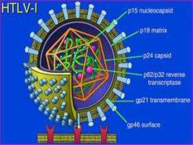 Htlv 1