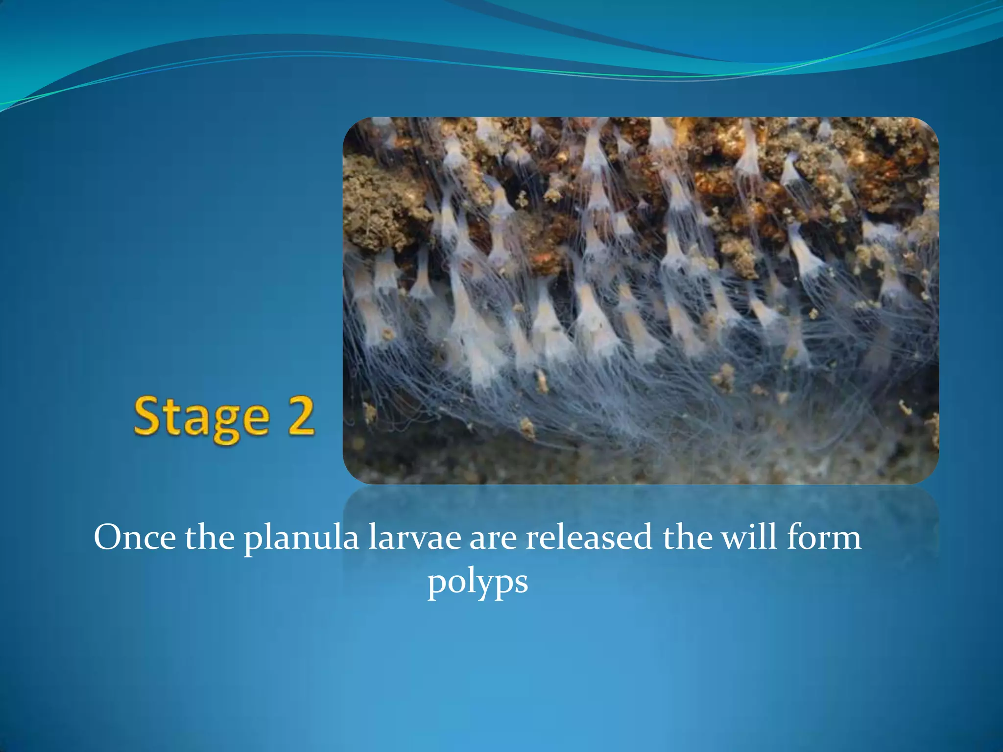 Htm491.jellyfish | PPTX