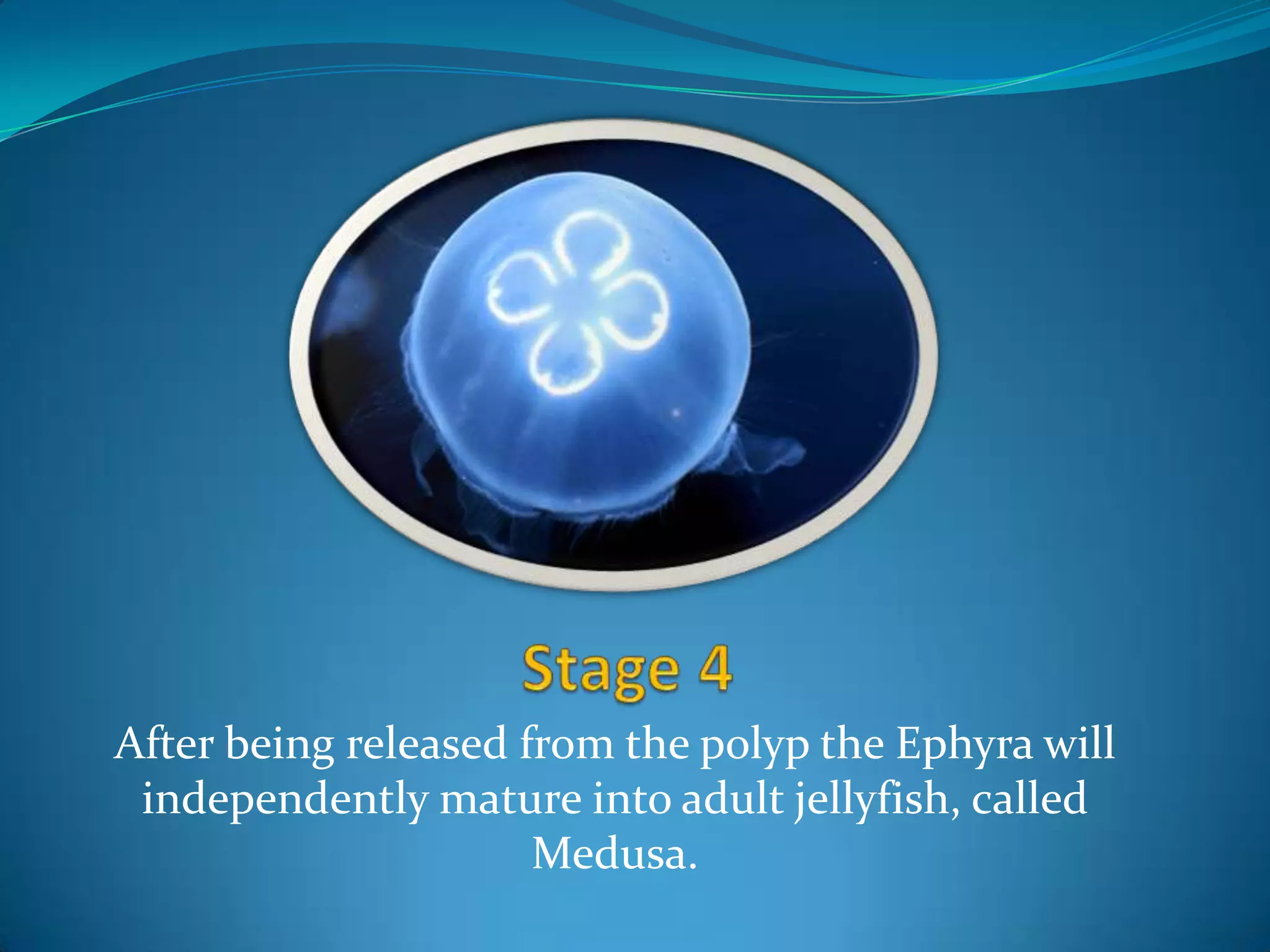 Htm491.jellyfish | PPTX