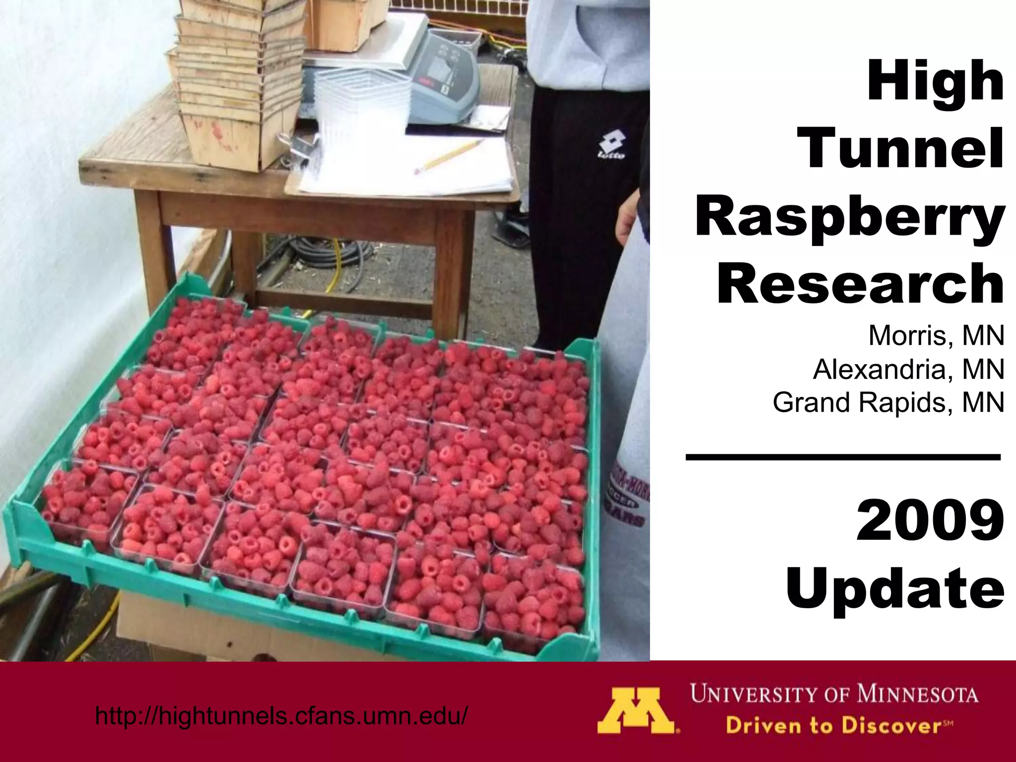 Minnesota High Tunnel Raspberries 2009 Update | PPT