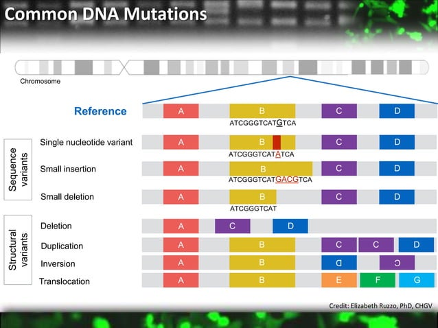High Throughput Sequencing Technologies: On the path to the $0* genome | PPTX | Chemistry | Science