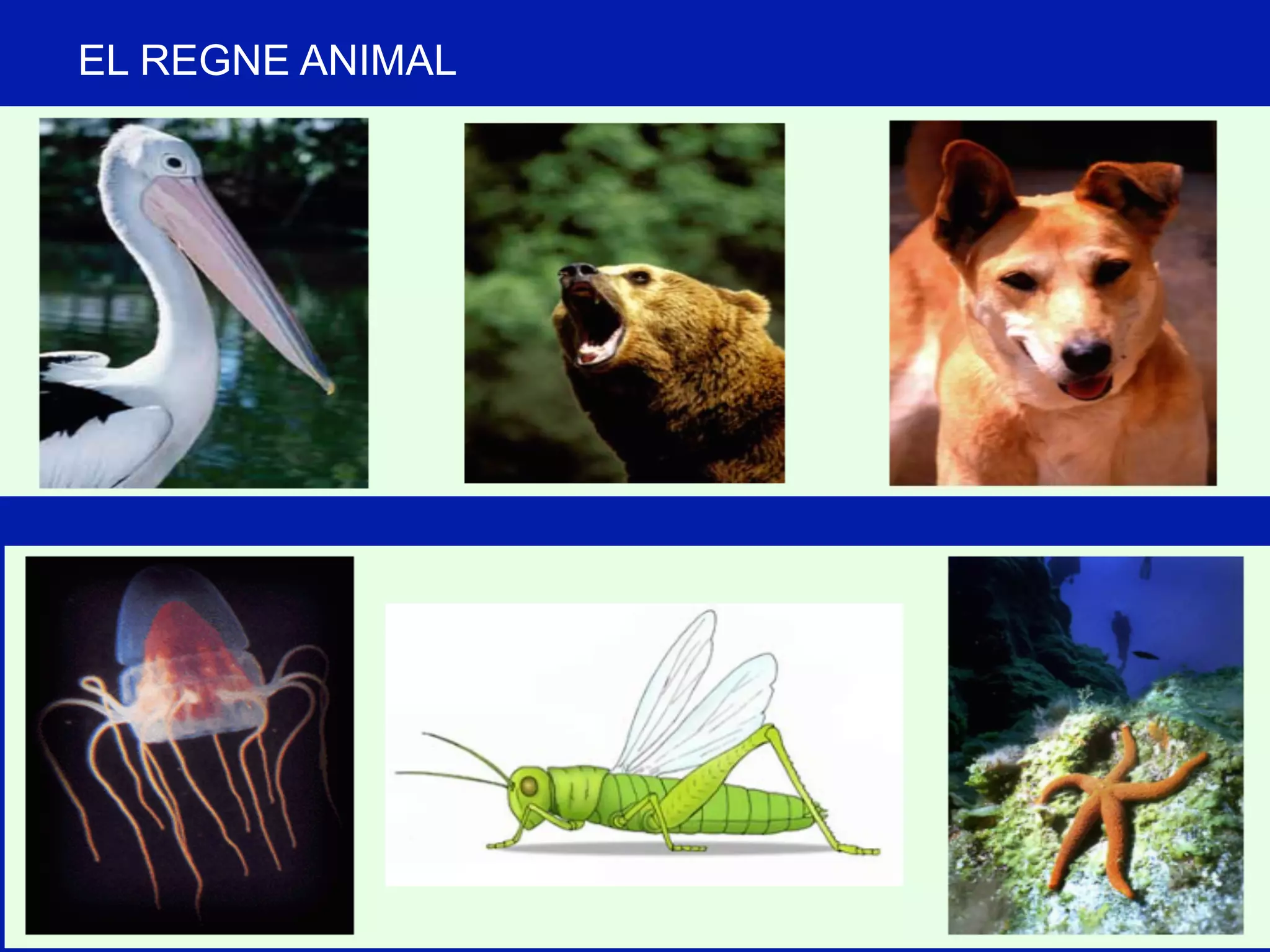 Dossier animals invertebrats 1r ESO (Català) | PDF