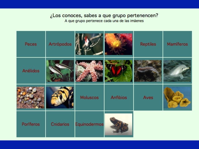 Dossier animals invertebrats 1r ESO (Català) | PPT