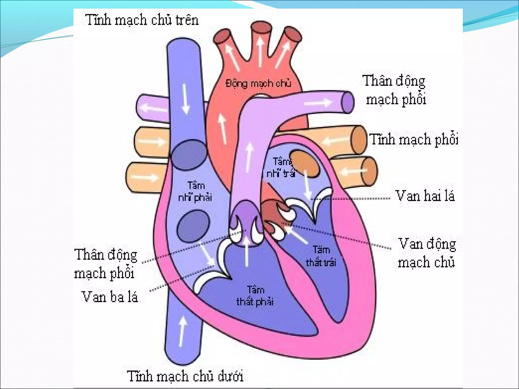 Hệ tuần hoàn | PPT