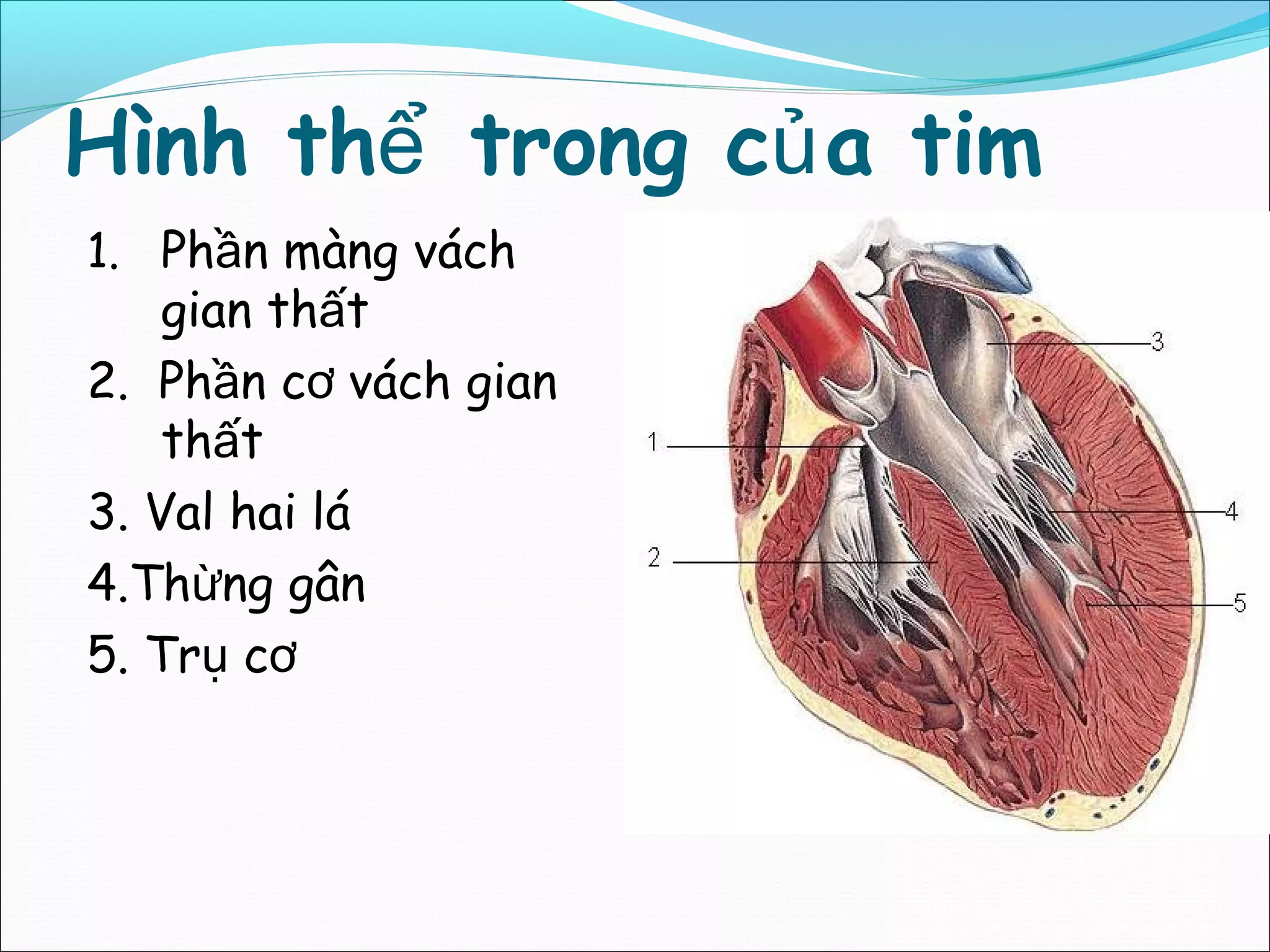 Hệ tuần hoàn | PPT