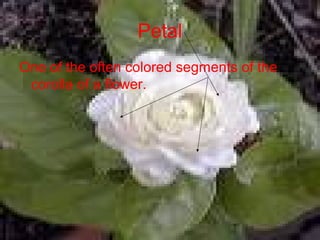 Types of plants | PPT