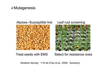 Novel Resistance to Rust Pathogens in Bread Wheat | PPT