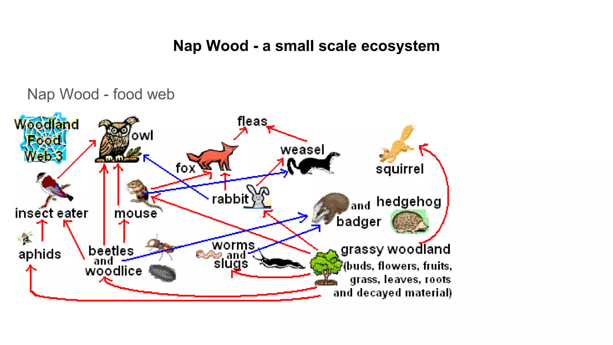 Fcase study: aqa gcse geography the living world: nap wood, an ecosytem ...