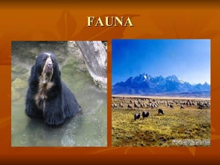 Huascaran | PPT