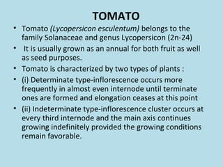 Hybrid Seed Production of Tomato | PPT