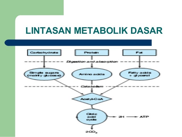 Hubungan Antara Berbagai Jalur Metabolisme