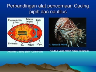 Hubungan Evolusi Invertebrata dan Vertebrata | PPT
