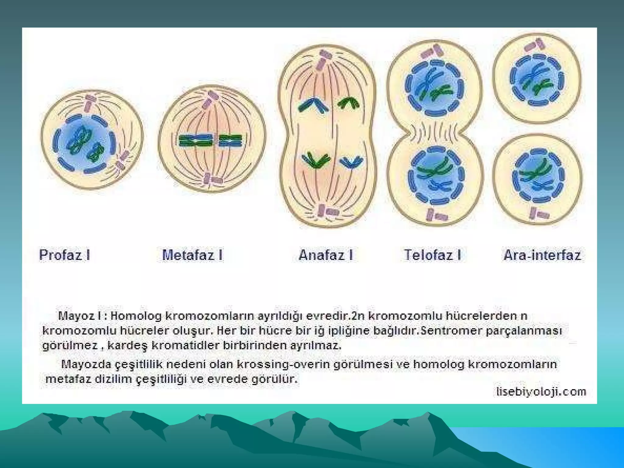 Hucre bolunmesi mitoz_ve_mayoz_bolunme(5) | PPS
